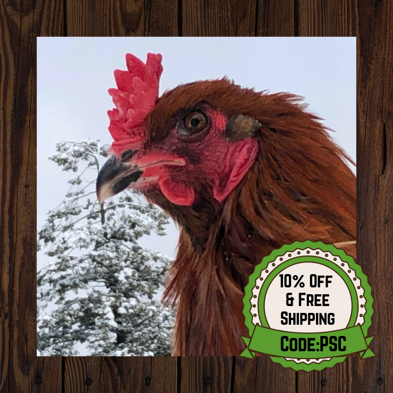 Liege Fighters Chickens For Sale