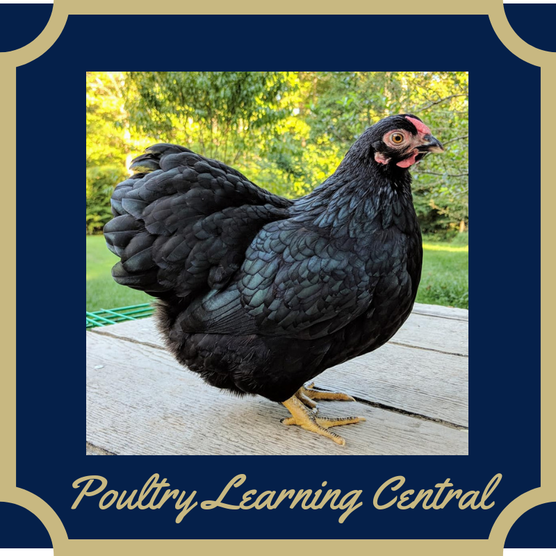 Poultry Show Central