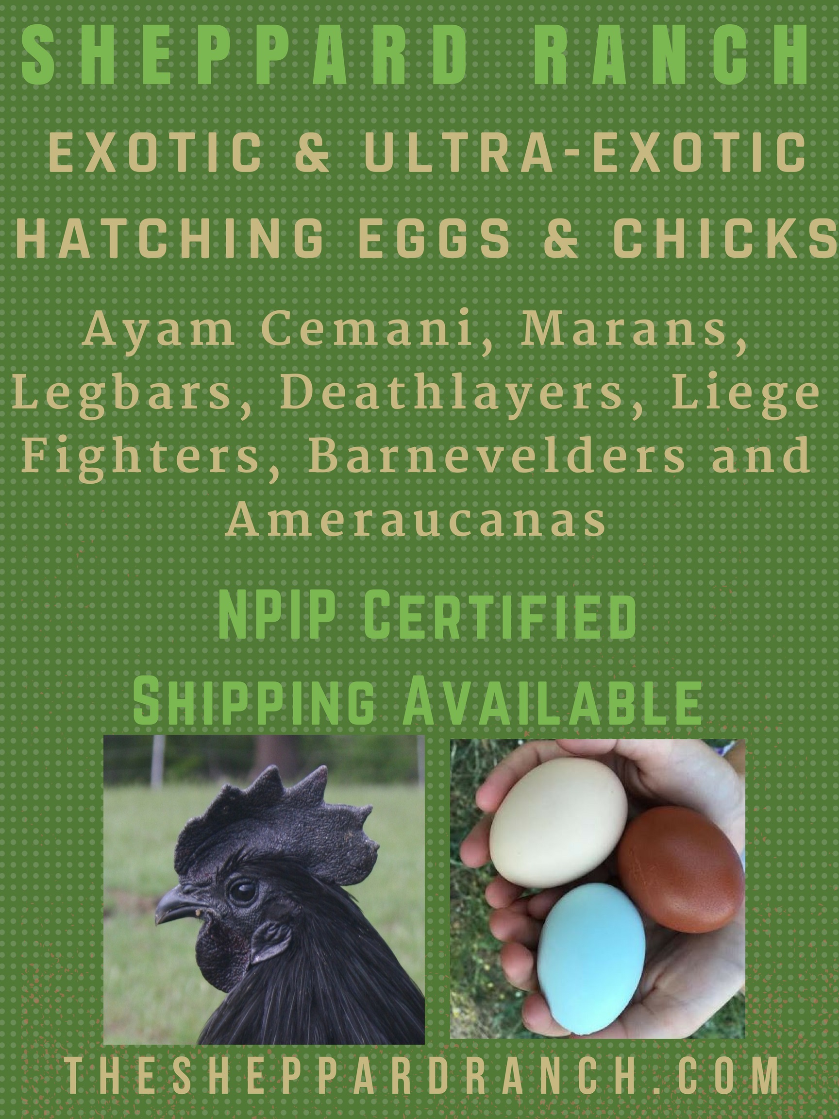 Show-Quality Chickens for Sale