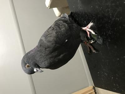 CO - Large pigeons